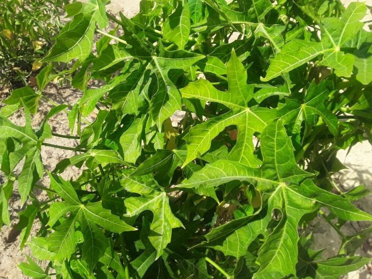 Daun Pepaya Jepang, Apakah Berbahaya?